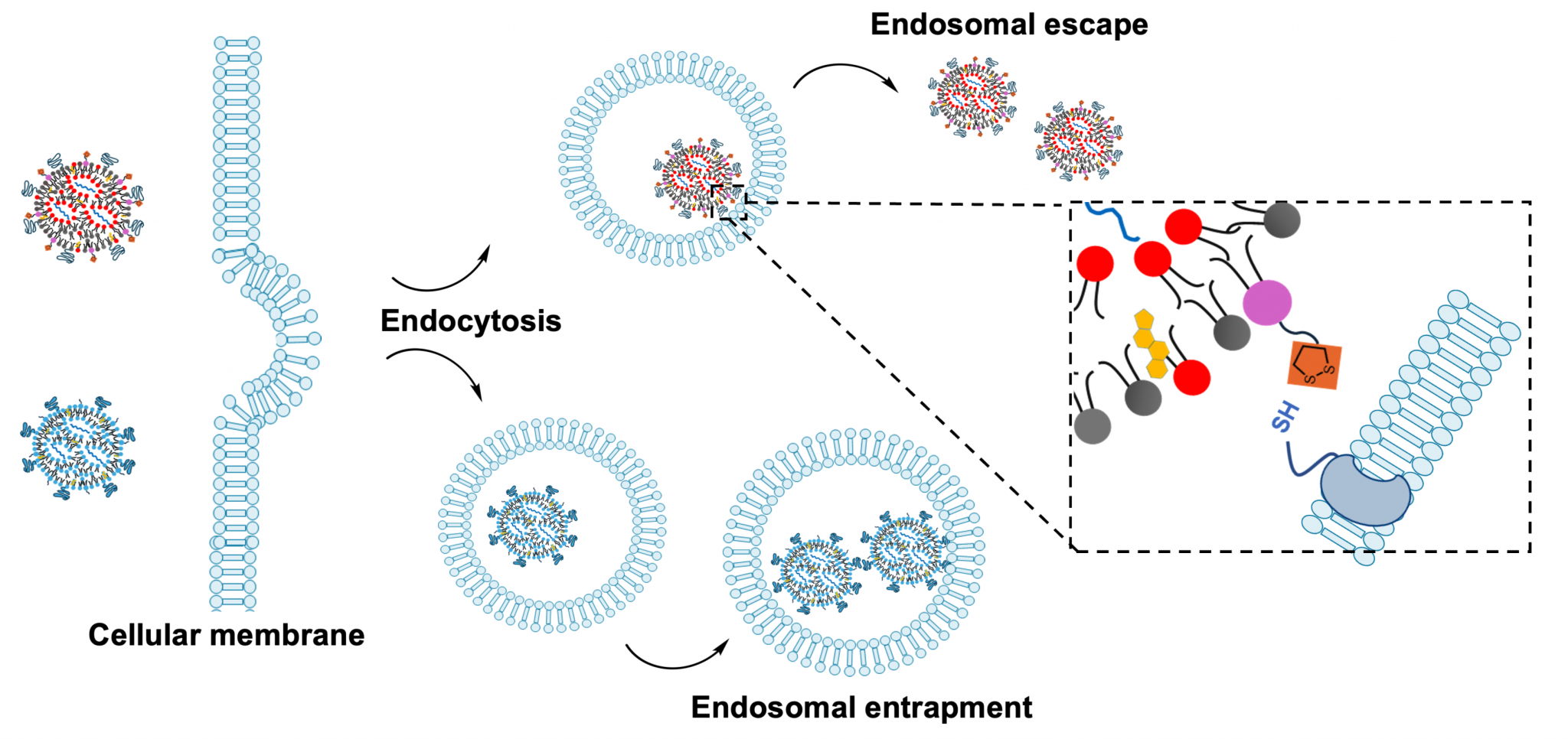 New cyclic disulfide lipids help stop cancer growth in mice | News ...