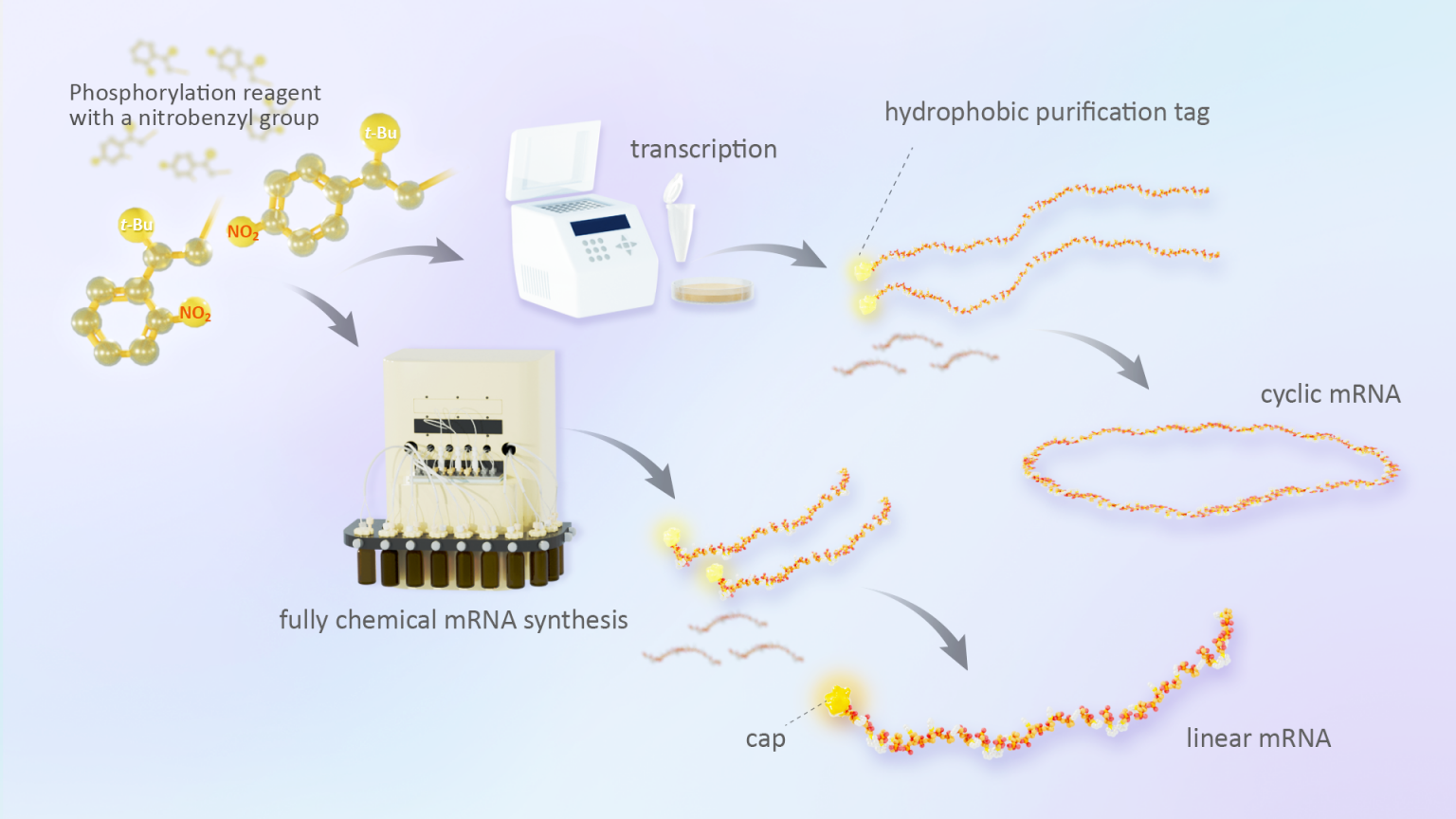 mRNA vaccines for disease outbreaks can be synthesized in less time ...